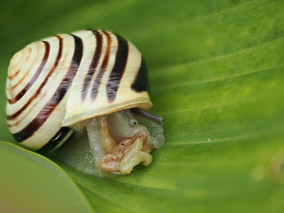 Snail | Technophobe | Blipfoto