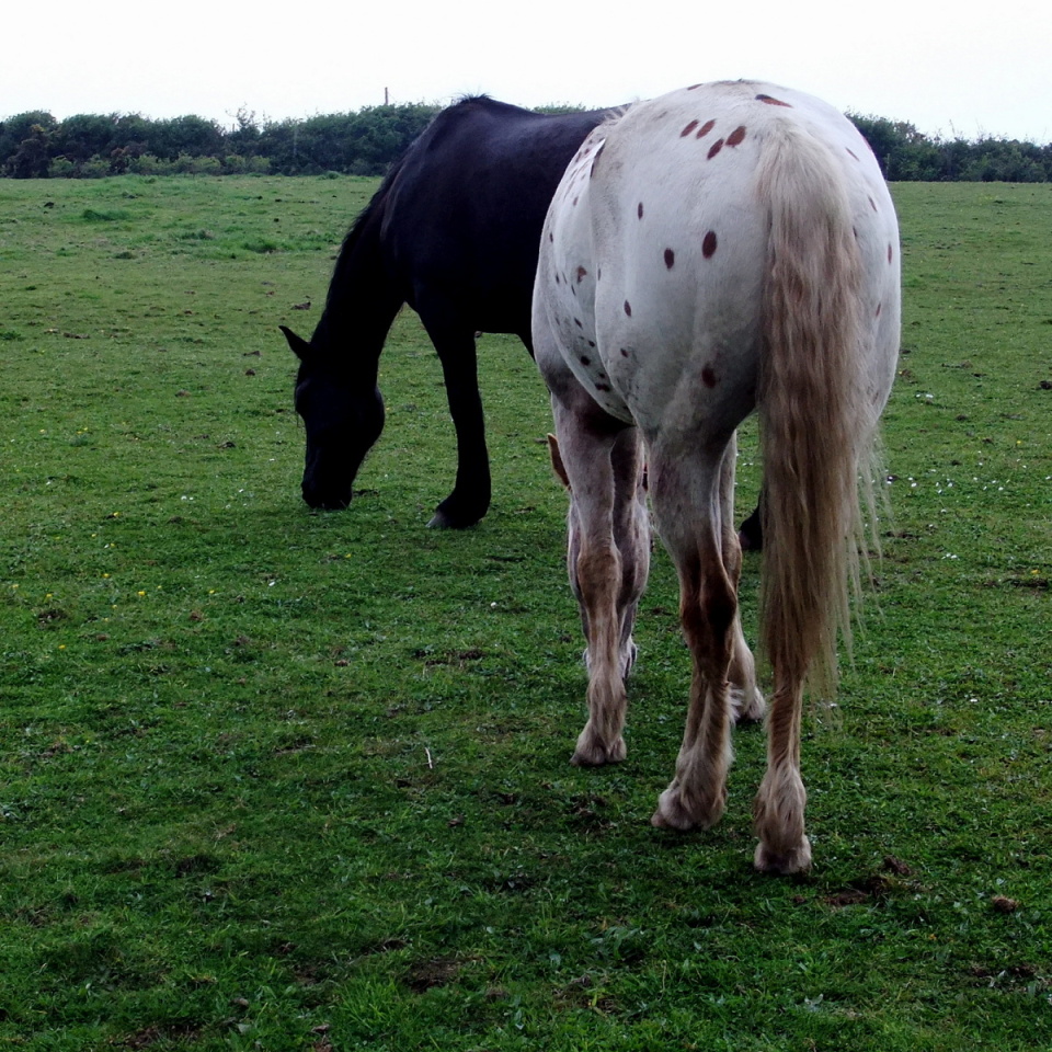 The back end of a horse | ceridwen | Blipfoto