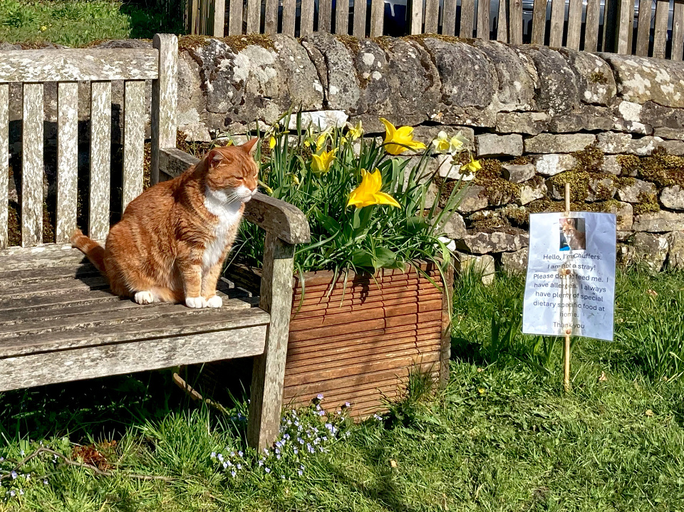 Chuffers | mambo | Blipfoto