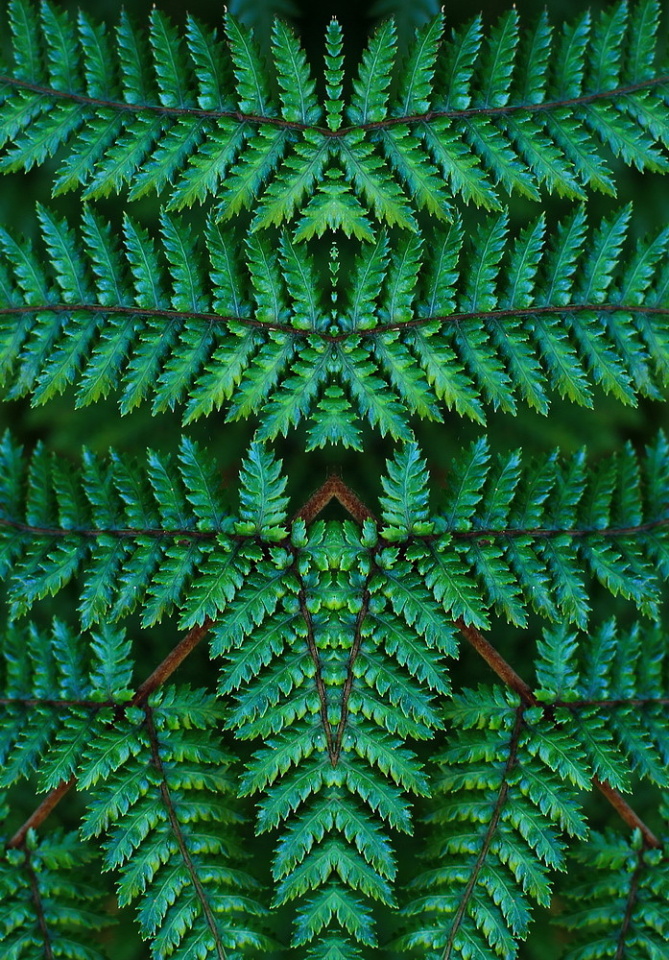 Punga Pattern | dups | Blipfoto