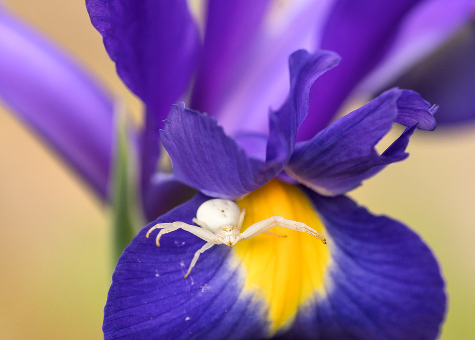 Crab Spider On Iris | AH14 | Blipfoto