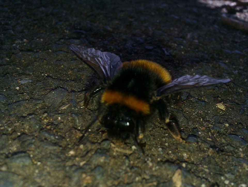 The bee | themarshman | Blipfoto