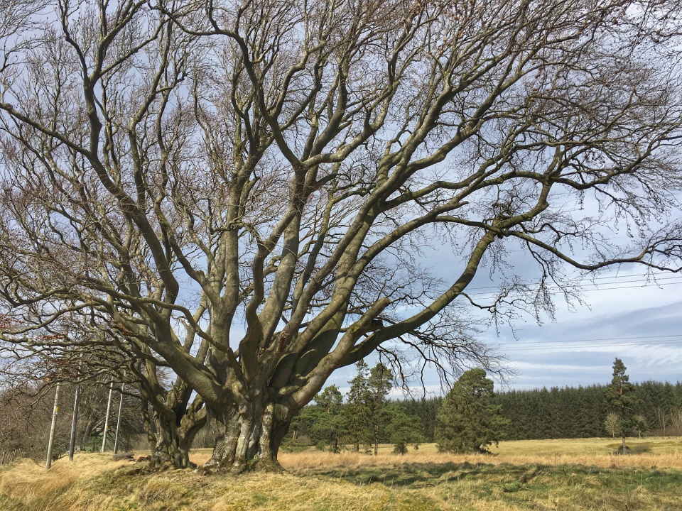 Old Beech Tree | friedaquilter | Blipfoto