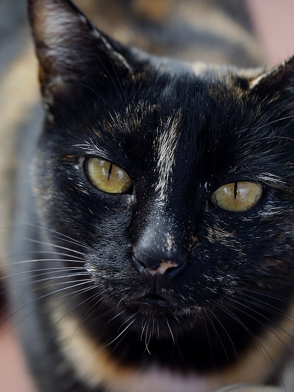 I thought I saw a puddy cat | jud | Blipfoto