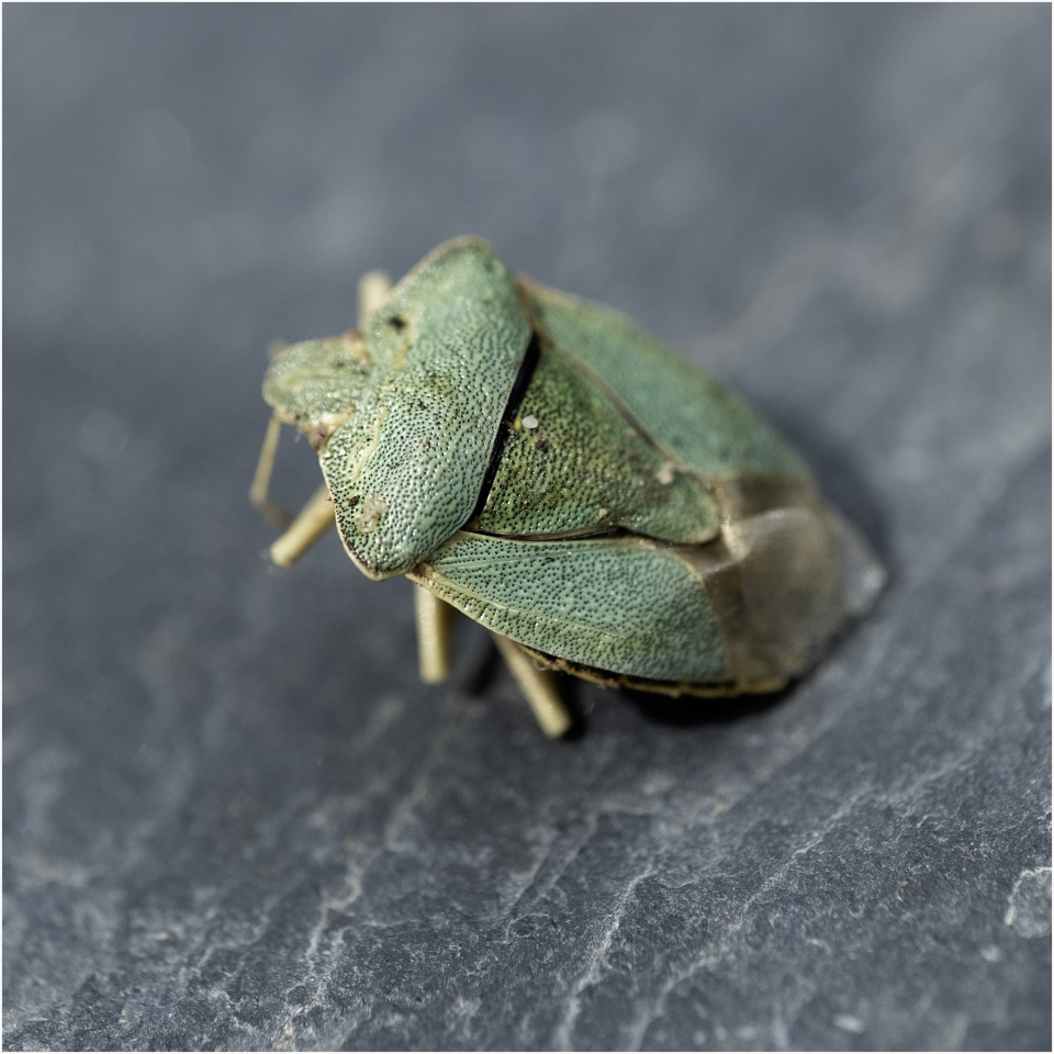 Green Shield Bug | Terrifo | Blipfoto