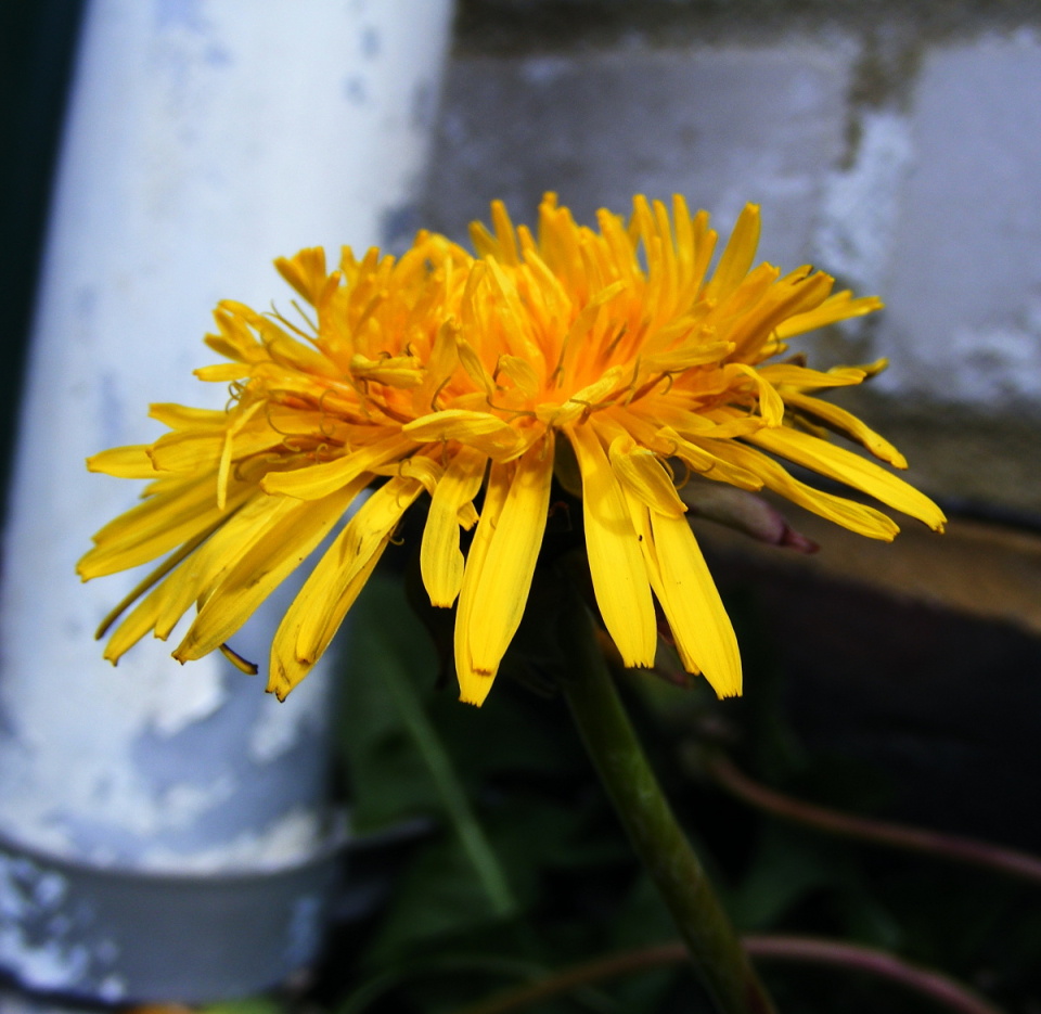 Dandelion | RedFlash | Blipfoto