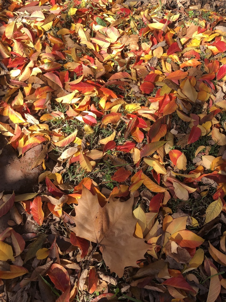 Autumn | 59 | Blipfoto