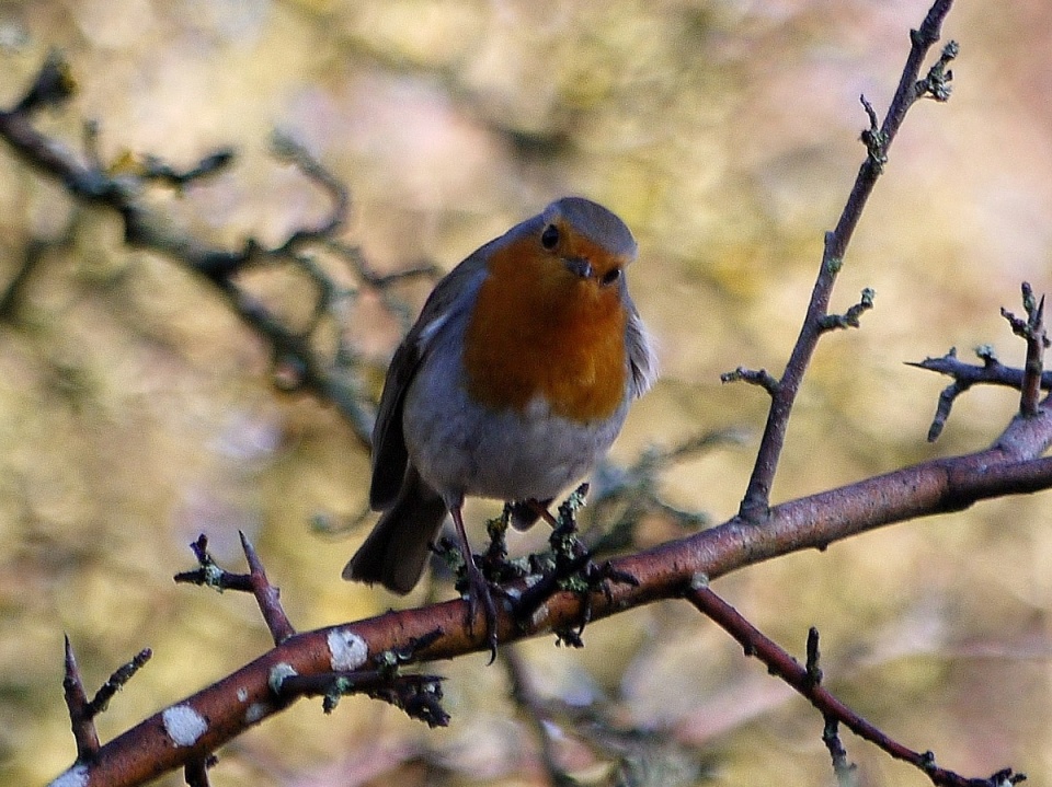 Robin | jud | Blipfoto