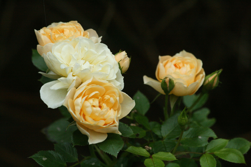 Late roses in the garden | orchid99 | Blipfoto