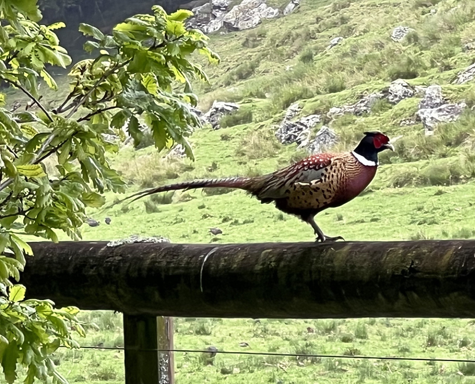 Pheasant.. | nangee | Blipfoto