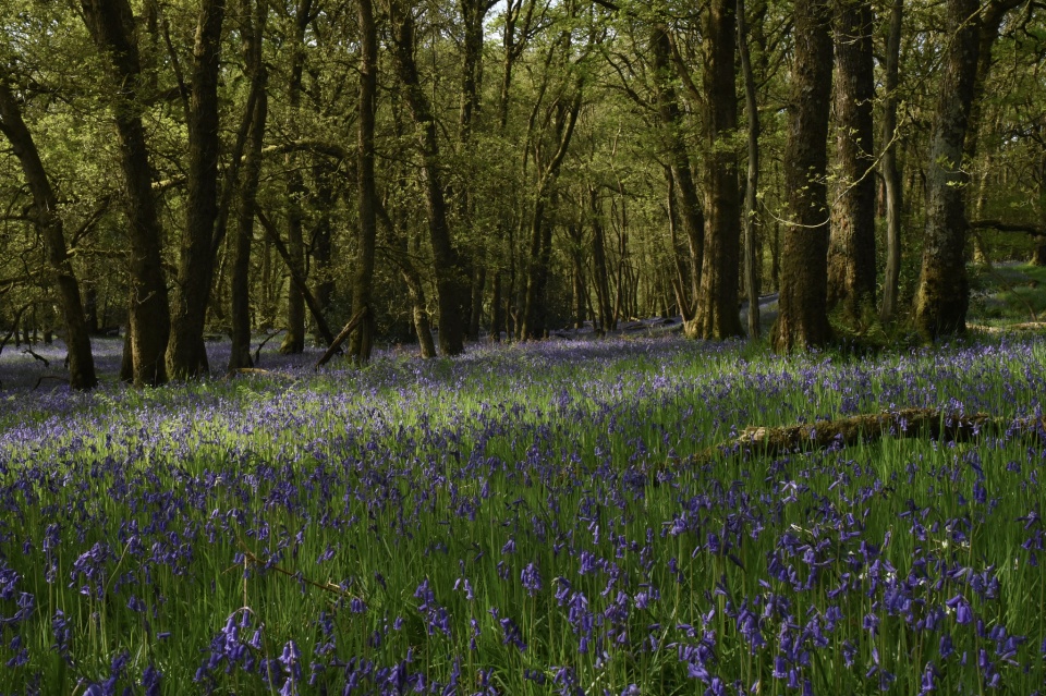 Bluebell Walk | nell2803 | Blipfoto