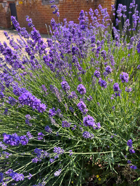 Norfolk lavender | dorsetb | Blipfoto