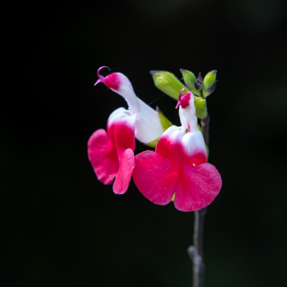Hot lips | ArcLight | Blipfoto