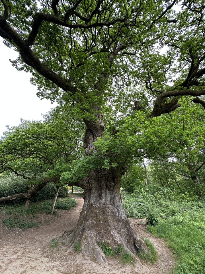 Three trees, a castle and a croissant... | Damnonii | Blipfoto