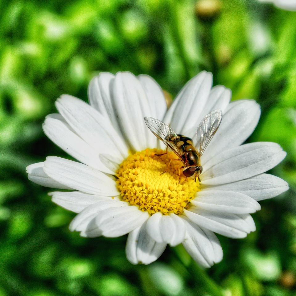 Hoverfly | Ingeborg | Blipfoto
