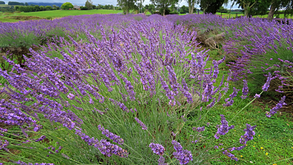 Lavender farm | Tommie2 | Blipfoto