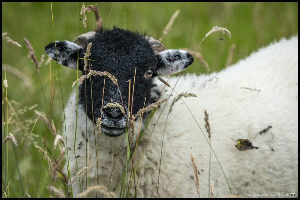 No hiding place ... | RobinDown | Blipfoto