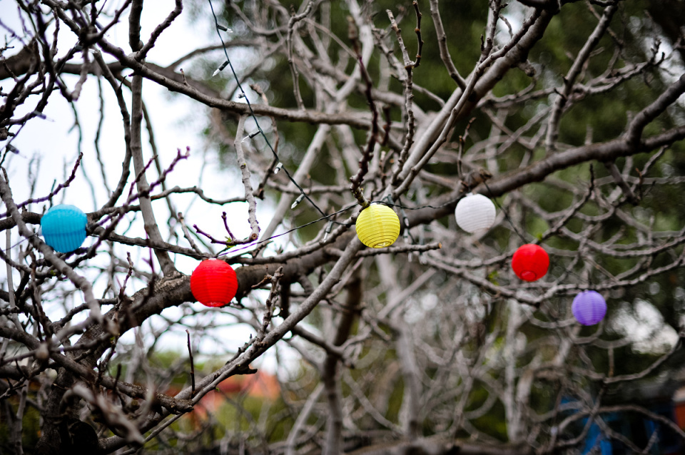 The sad fig tree | hrubieszowianka | Blipfoto