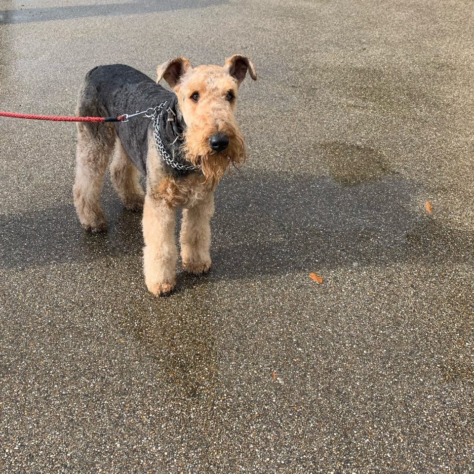 Reggie - the famous Blip Dog | RedFlash | Blipfoto