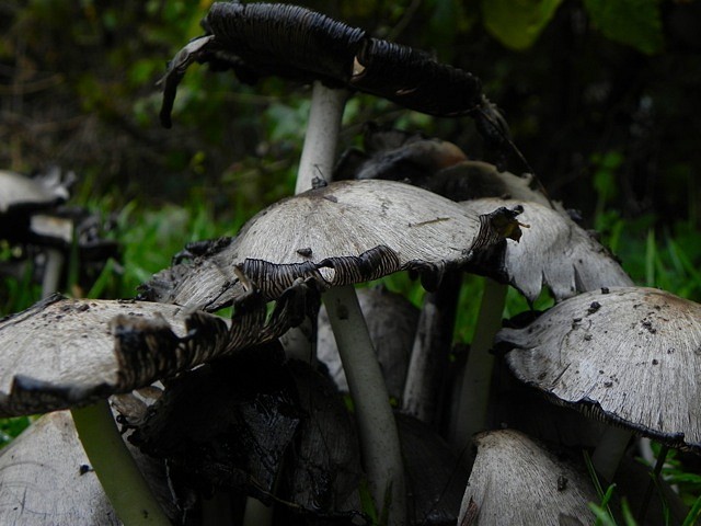Mushroom Tower | emyjane | Blipfoto