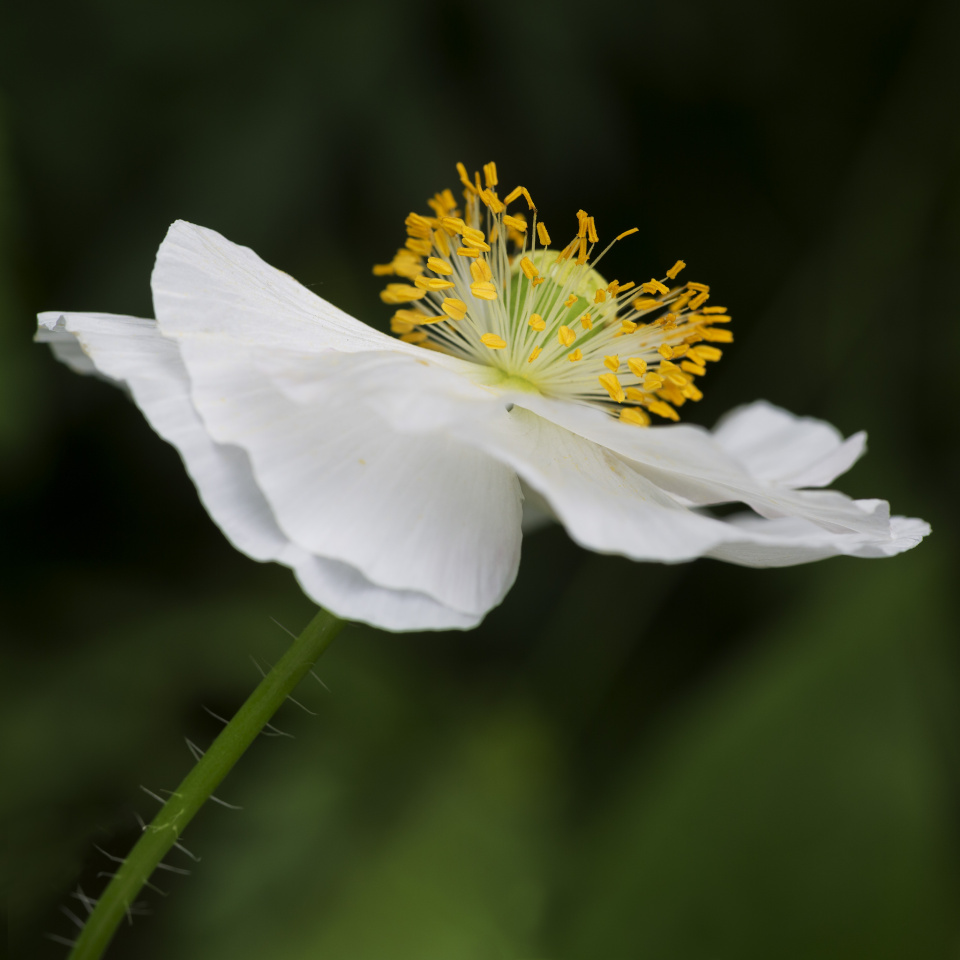 The white poppy. | JeanSnaps | Blipfoto