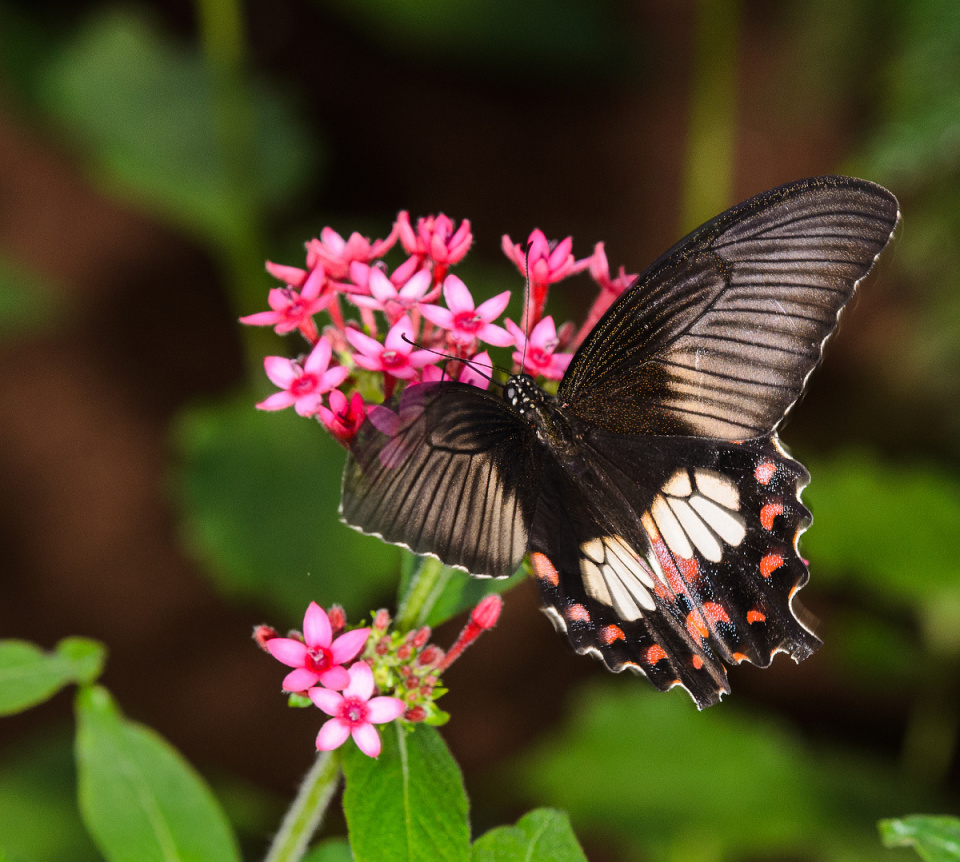 Common Mormon Butterfly | photobee1 | Blipfoto