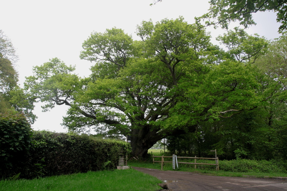 Sun oak | uniqueandlovely | Blipfoto