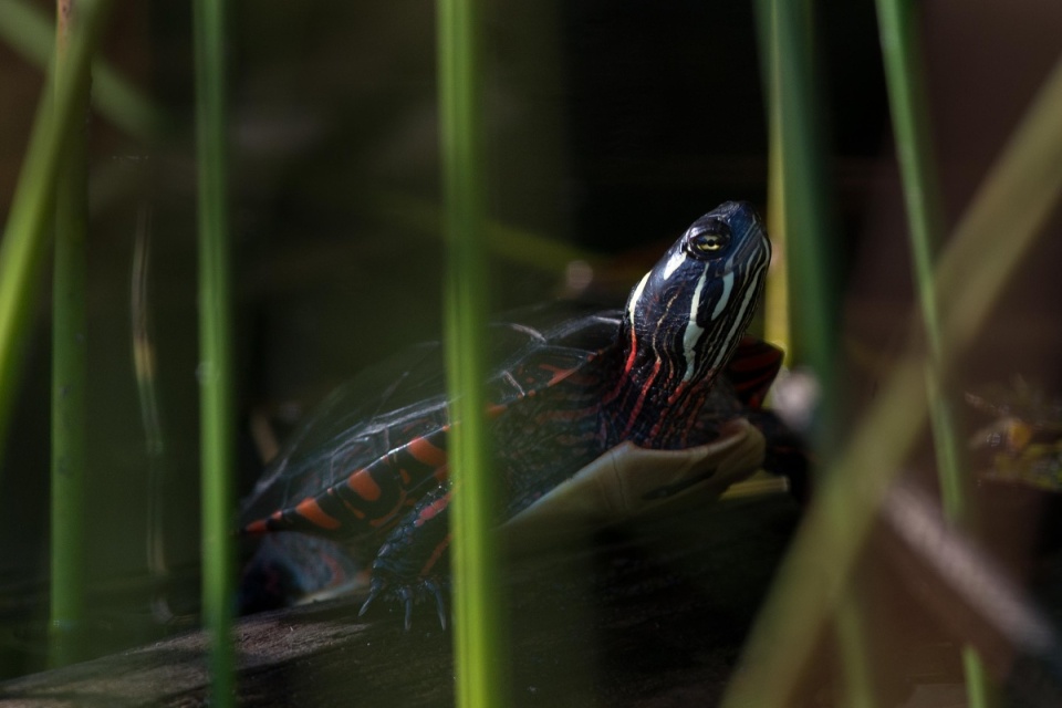 Painted Turtle | OMP | Blipfoto