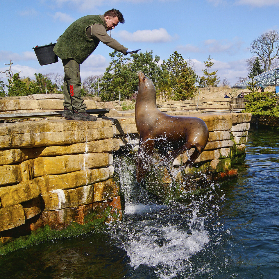 Sea Lion Jump.... | RtCph | Blipfoto