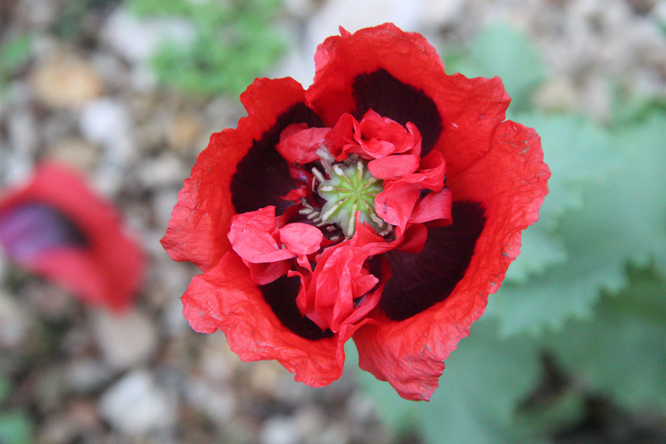 Poppy head | Bimjim4 | Blipfoto