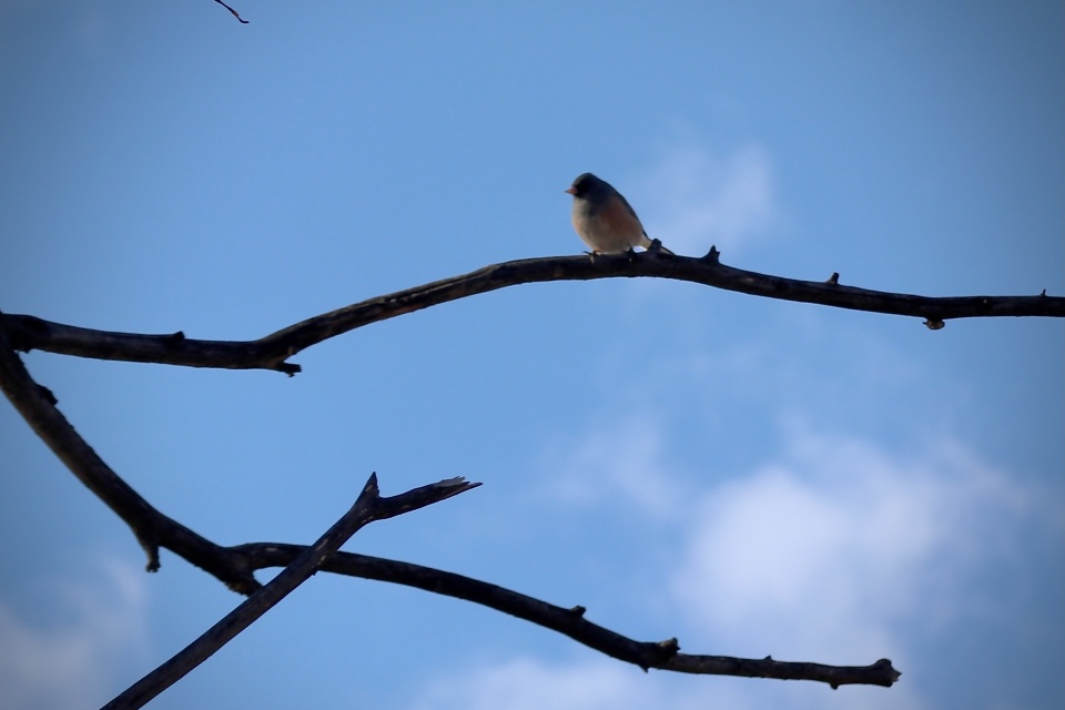 a little poser | stillandknow | Blipfoto