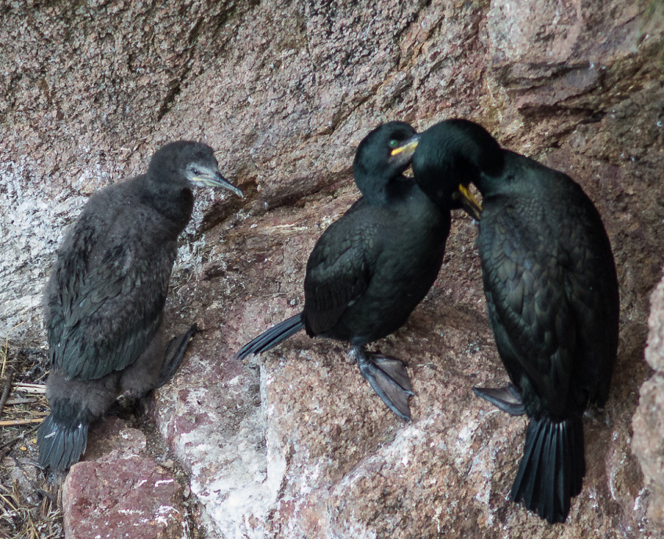 Shag family | DarkEyedMary | Blipfoto