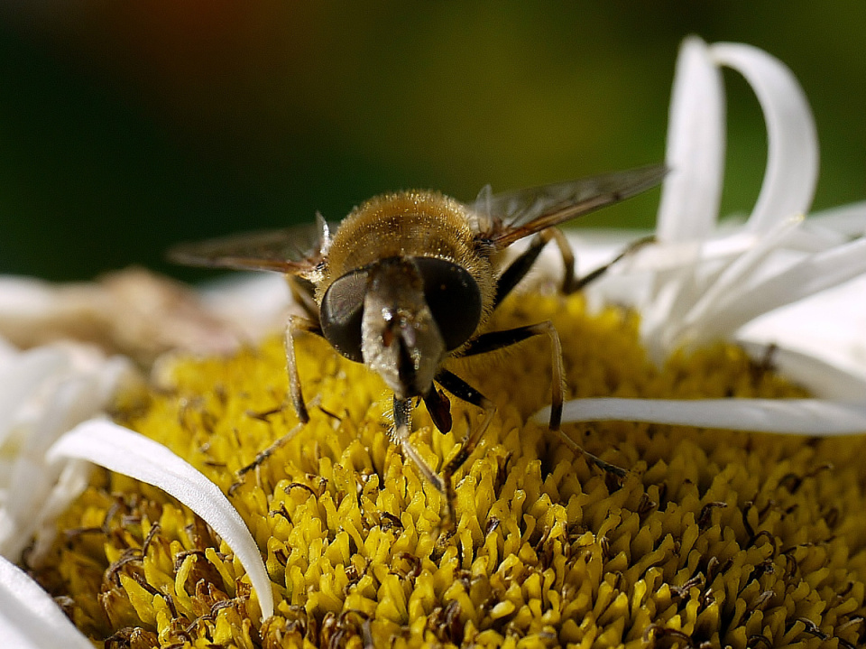 extra large hoverfly | jud | Blipfoto