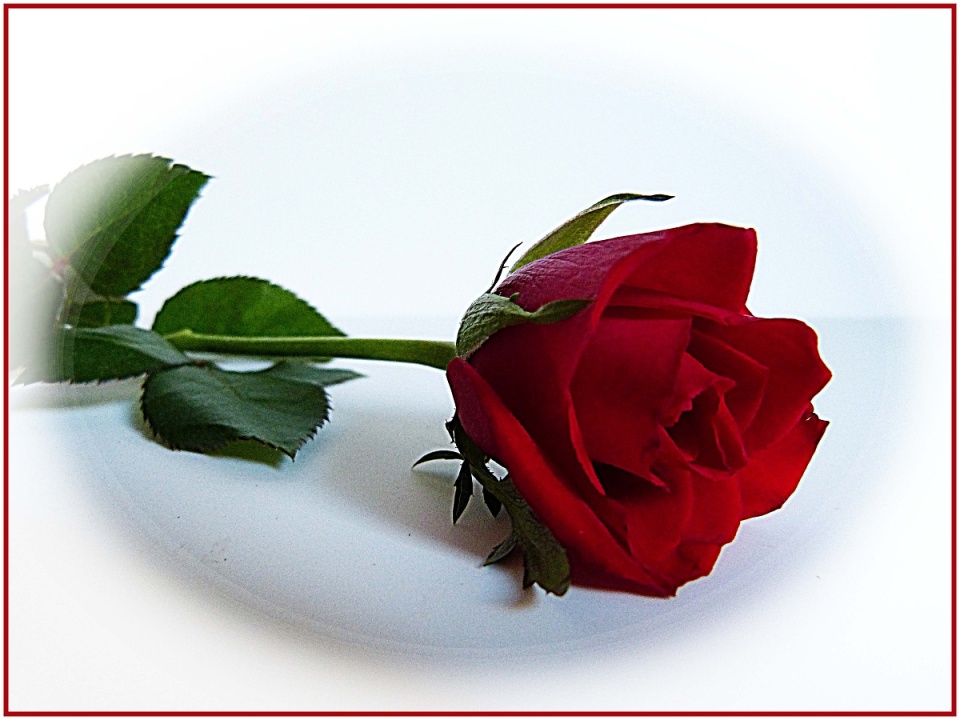 Red Rose of Lancaster | BowBelle | Blipfoto