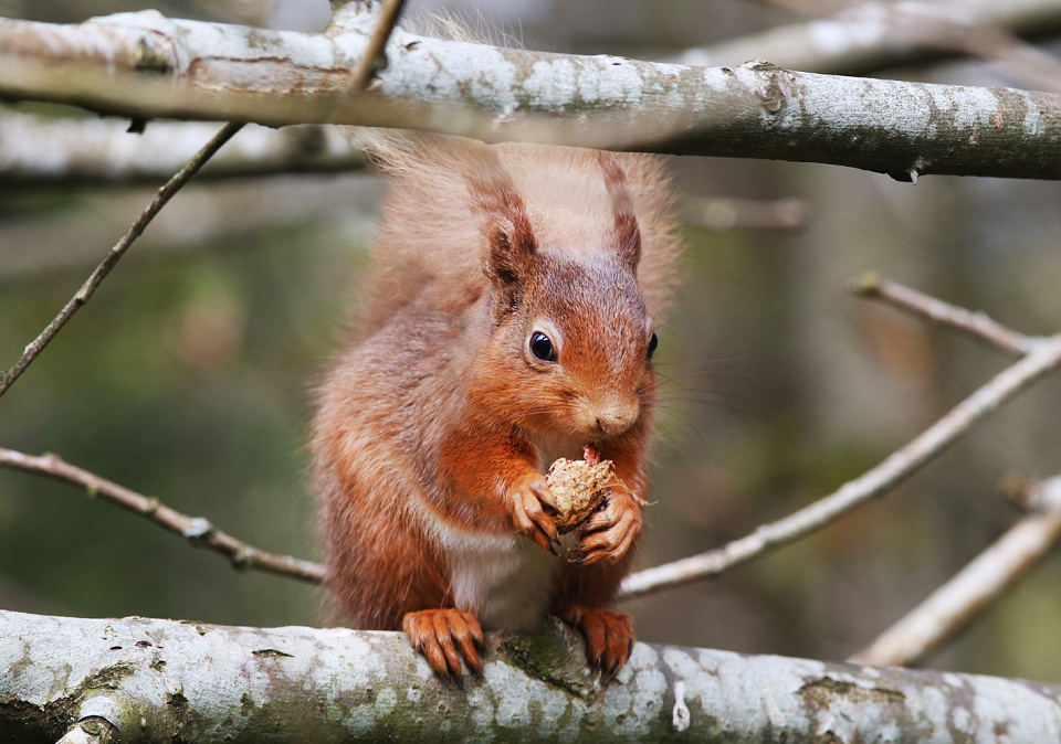 Tufty Fluffytail | POD2008 | Blipfoto
