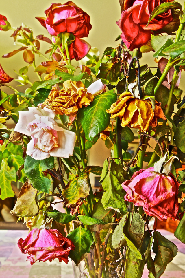 Still Life (Deconstructed Roses) | Ted | Blipfoto