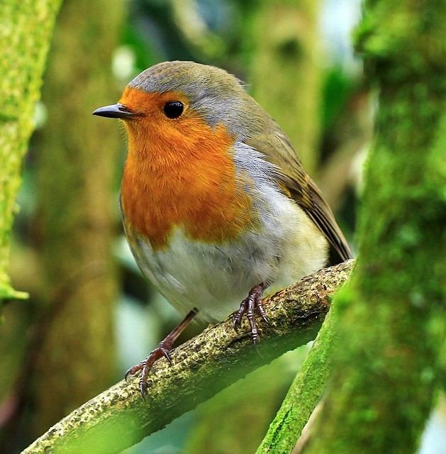 Just the sweetest bird | emyjane2 | Blipfoto