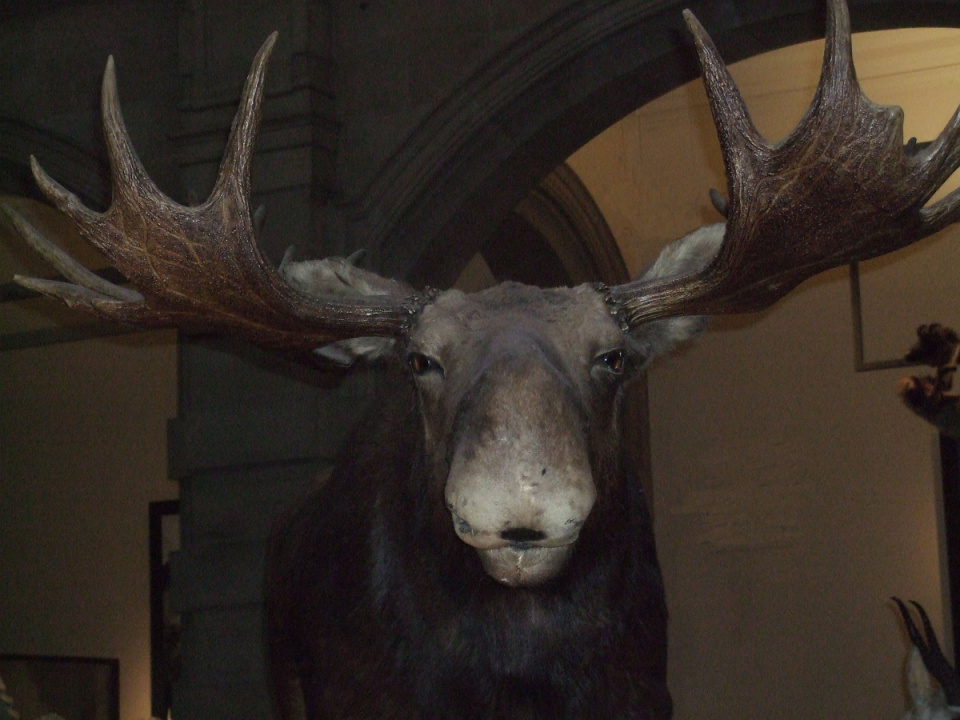 MOOSE | GOD | Blipfoto