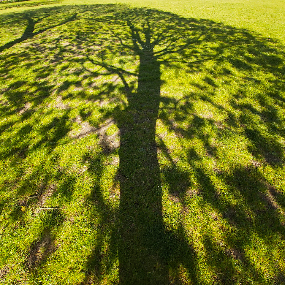 Big Tree - Big Shadow | McTumshie | Blipfoto