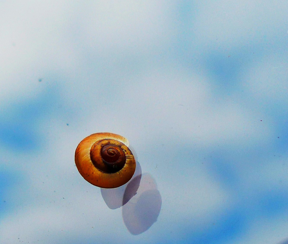 Snail on the window | spishy | Blipfoto