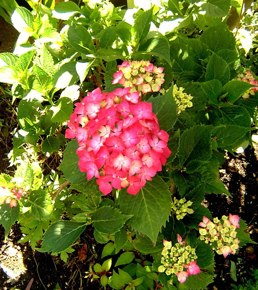" Hydrangea Red Baron " | Bumbler | Blipfoto