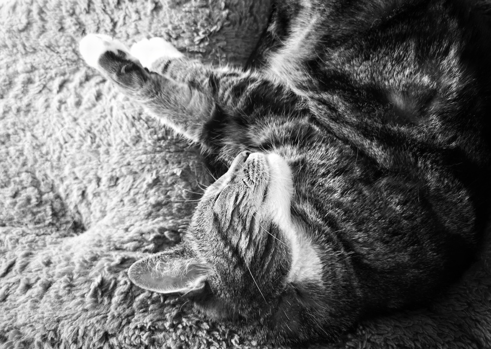 Melted cat | HelenJG | Blipfoto