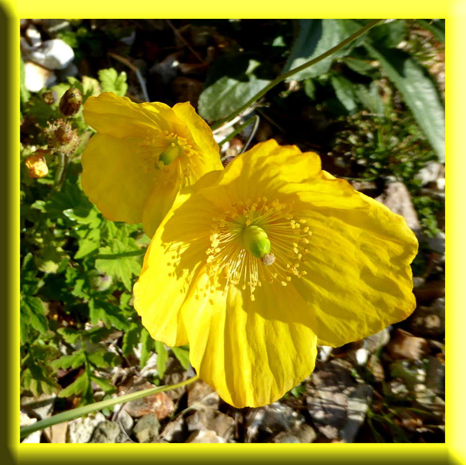 Welsh Poppy | PicturePoems | Blipfoto