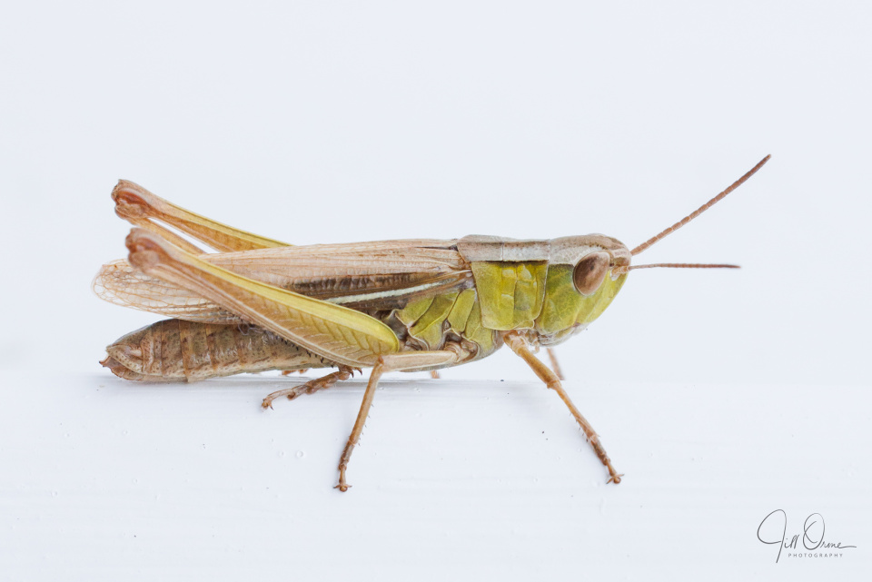 Studio portrait | JDO | Blipfoto