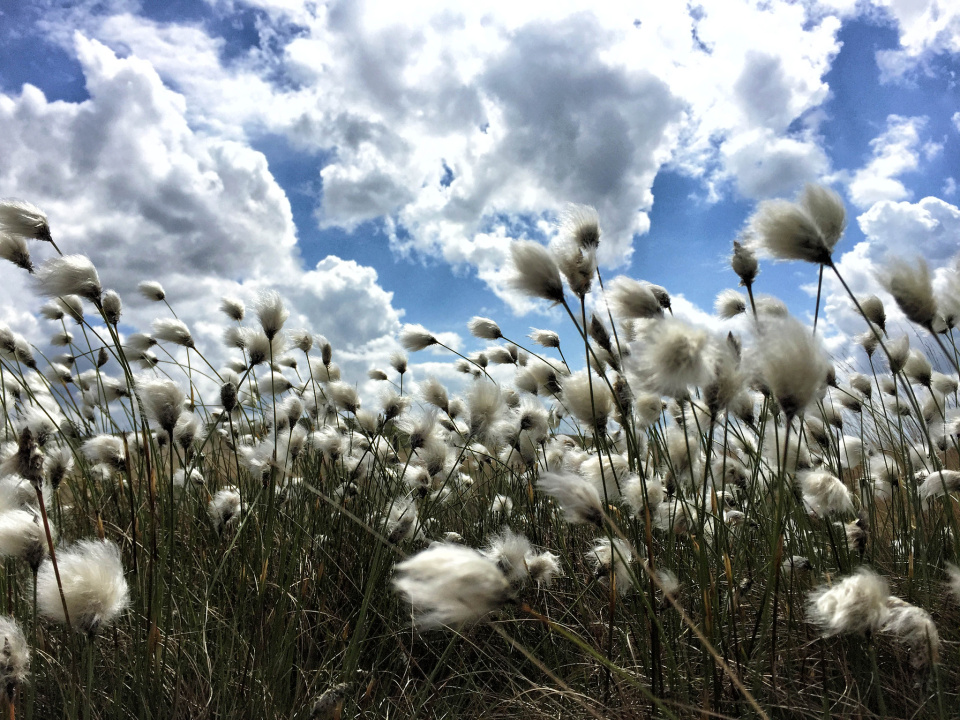 A cotton clump... | lovelupins17 | Blipfoto