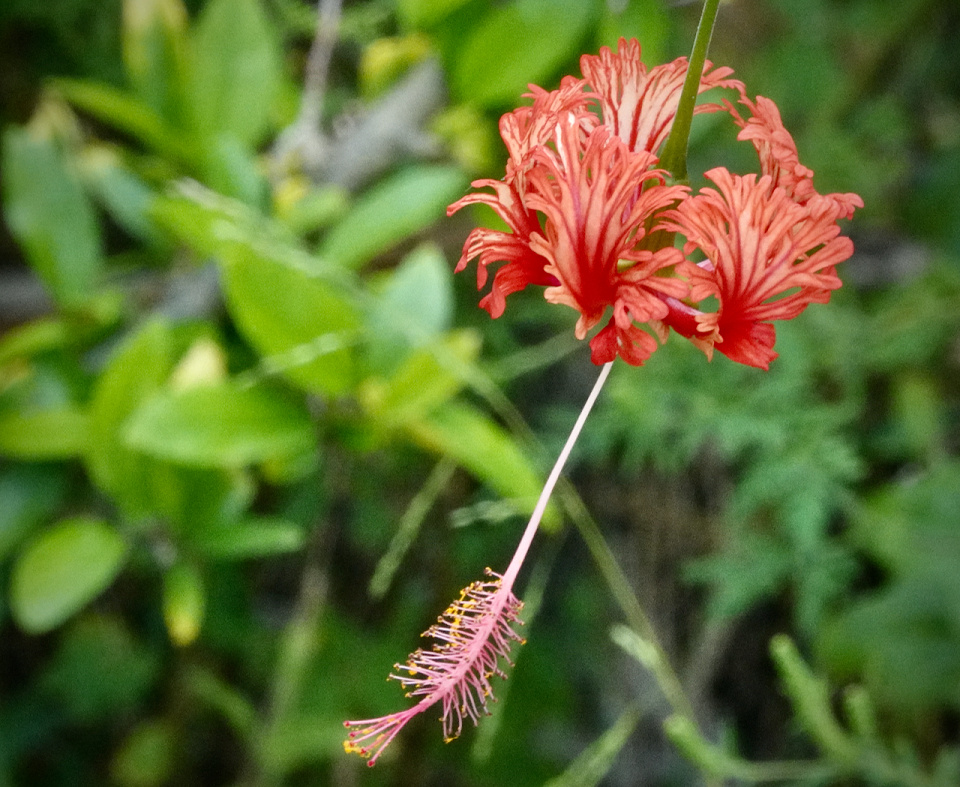 Dangling | BanksiaMan | Blipfoto