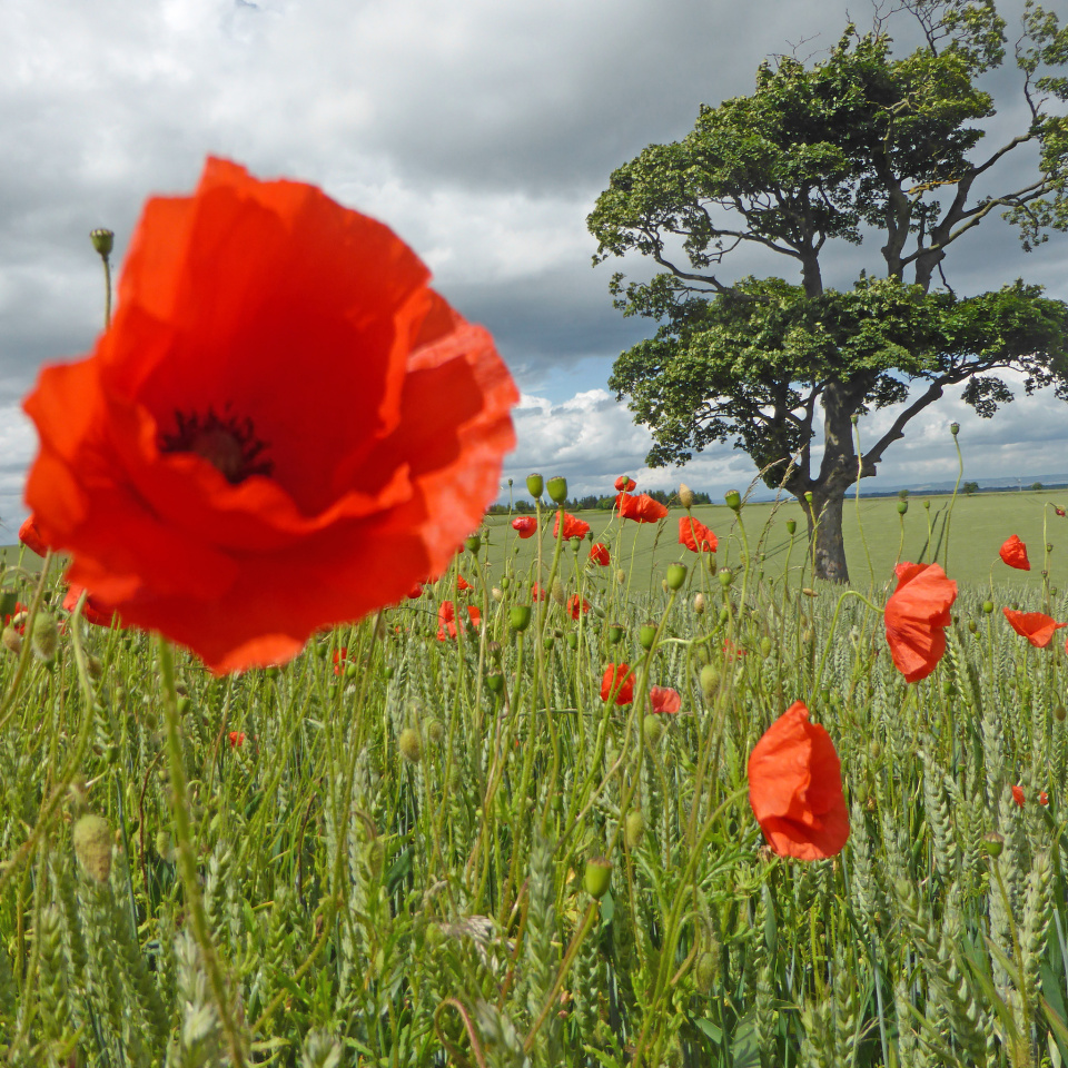 Battlefield Poppy | Pleach | Blipfoto