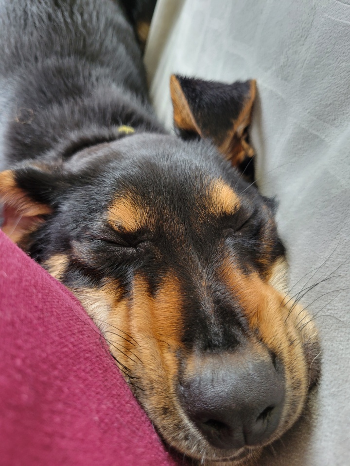 Smooshy face | thedoglady | Blipfoto