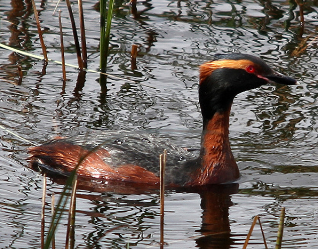Slavonian Grebe | RedCoatedBirder | Blipfoto
