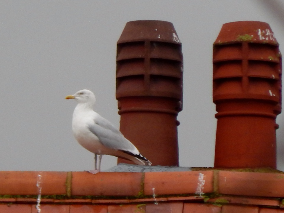 Chimney tops | Mothermudd | Blipfoto